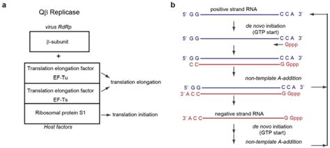 Structures And Functions Of Qβ Replicase Translation Factors Beyond