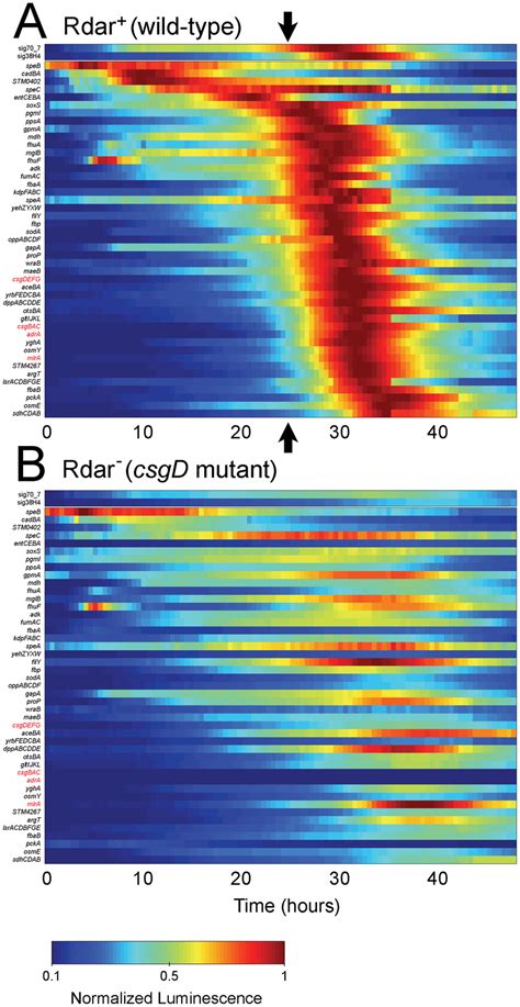 Comparison Of Global Gene Expression In Aggregative Wild Type And Download Scientific Diagram