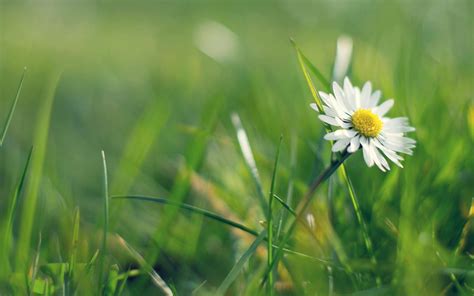 1920x1200 Chamomile Background Hd Coolwallpapersme