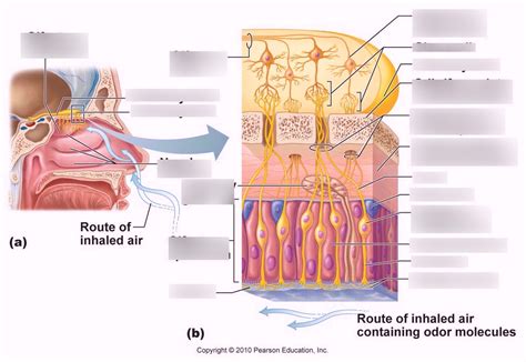 Olfactory Receptors Diagram Quizlet
