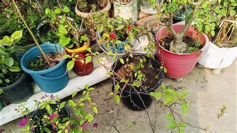 আমার ছাদ বাগানে কি কি ফল ফুল সবজি ধরেছে সেগুলো আপনাদের সাথে আজকে শেয়ার করব। আজকের ভিডিও। Youtube