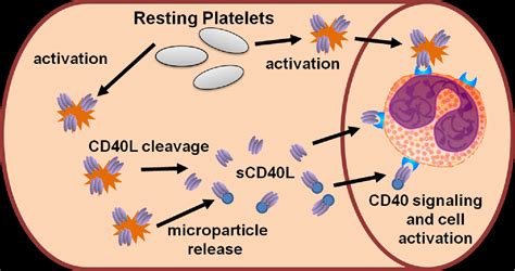 Figure 1 From Cd40 Ligand Cd154 Involvement In Platelet Transfusion