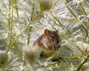 Nahrungskette Wald Überblick der Kategorien einfach erklärt