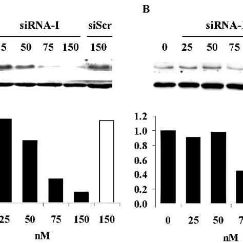 Sirna Mediated Silencing Of The C Myc Protein Level In A Kb 3 1 And Download Scientific