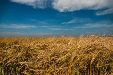 عکس استوک گندم و مزرعه گندم Photos Field Of Wheat 8 S ایران جی