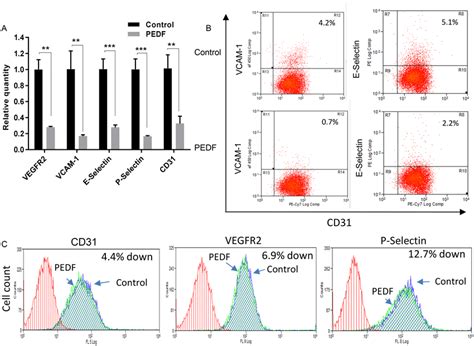 Pedf Regulation Of The Expression Of Endothelial Cell Markers And