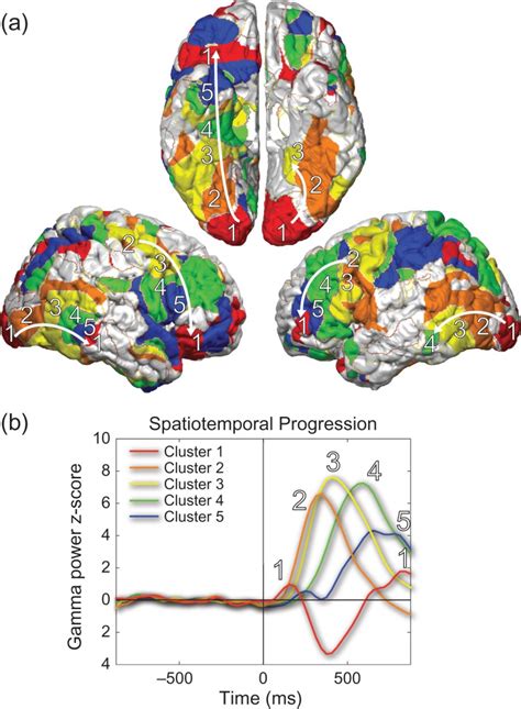 A Switch And Wave Of Neuronal Activity In The Cerebral Cortex During The First Second Of
