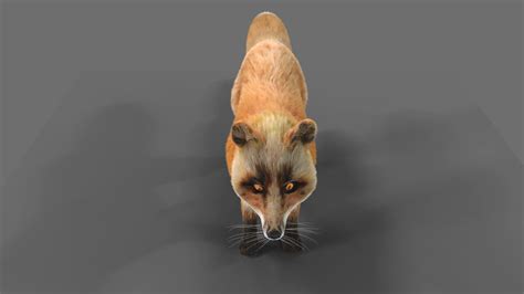 3d Model Hair Fur Red Fox 02 Turbosquid 1721366