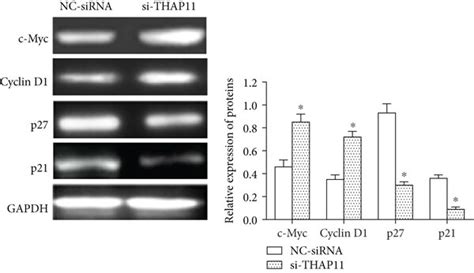 Effects Of Thap11 Overexpression On C Myc Expression And Regulated Download Scientific Diagram
