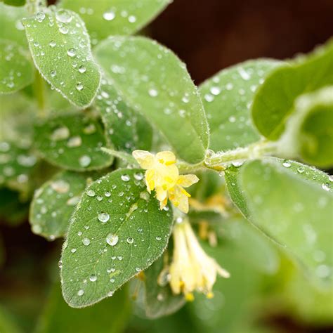 Blåbärstry Anja E Planta 10 Pack Köp Online Wexthuset