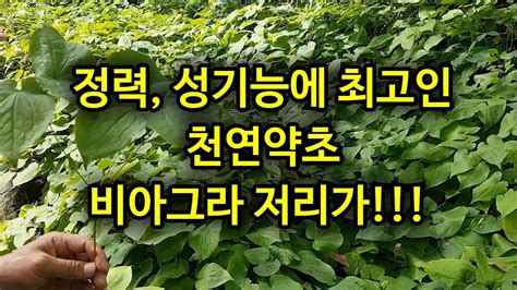 정력 성기능에 최고인 천연약초 소개해드립니다 Youtube