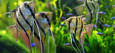 Pez Ángel Pez Escalar Pterophyllum scalare Ficha Acuarios Rtules