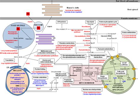 Overview Of Metabolic Pathways Affected By Doxycycline Treatment In P