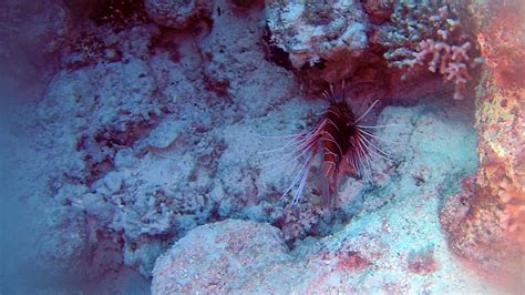 Il Pesce Scorpione Intotheblue It Sharm El Sheikh Mar Rosso Red Sea