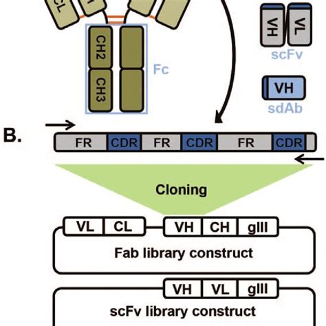 A Structure Of A Typical Igg Molecule Each Antibody Comprises Two Download Scientific