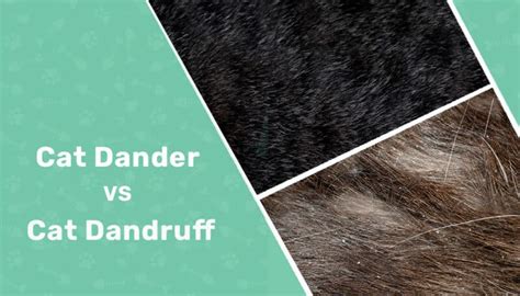 Cat Dander Vs Dandruff How To Tell Them Apart With Pictures Catster