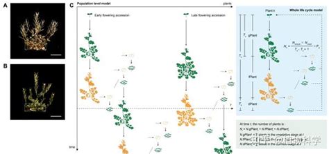 Plant Physiology 中国科学院分子植物科学卓越创新中心王佳伟研究组利用计算机模型模拟了农田短命杂草碎米荠的演化轨迹 知乎