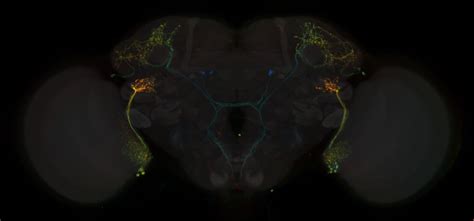 Gal4 Split Expression Patterns From Dolan Et Al 2019 [dolan2019] Virtual Fly Brain