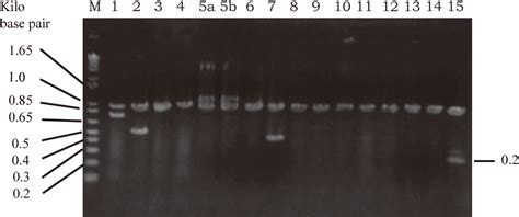 Figure 1 From Development Of A Multiplex Polymerase Chain Reaction Method For Cps Typing Of