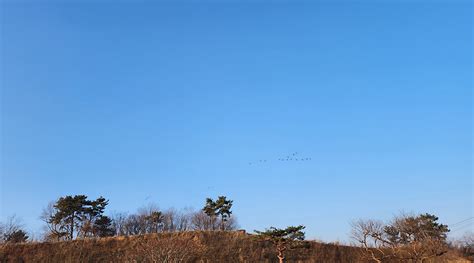 기러기의 V자 비행 이유
