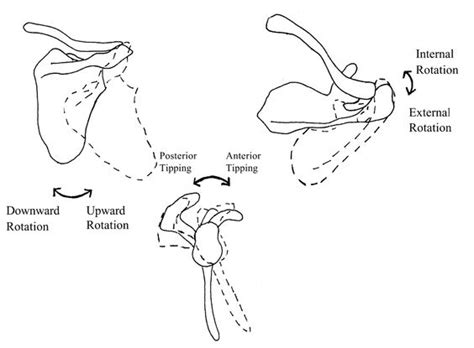 Anterior And Posterior Rotation Of Clavicle Grardosrimjia