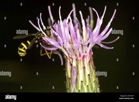 Conops Quadrifasciatus Conops Quadrifasciatus Thick Headed Fly Stock