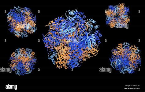 Illustration Of The Ribulose 15 Bisphosphate Carboxylaseoxygenase