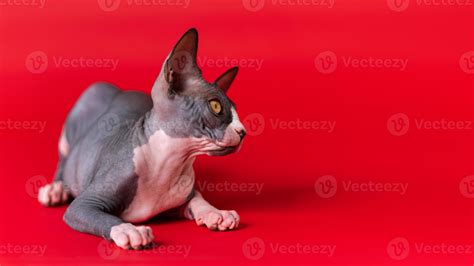 Curious Canadian Sphynx Cat Lying Down On Scarlet Background Turned His