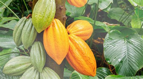 Cocoa Flavanol Supplementation And Cardiovascular Disease