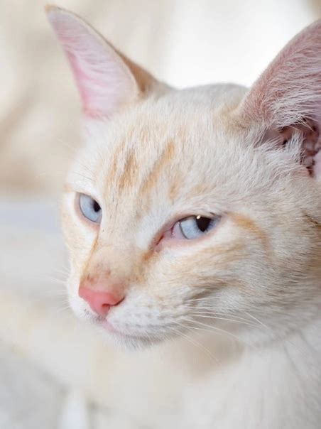 Кот Персик Ищем для него заботливые руки Котику 2 года Кастрирован Привит Персик многое