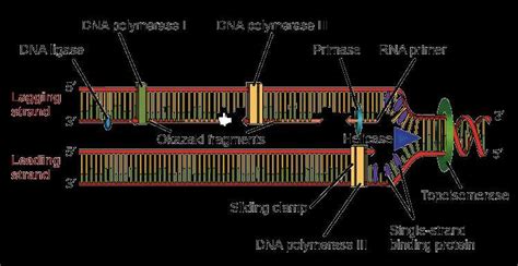 Understanding Dna Replication An Illustrated Guide