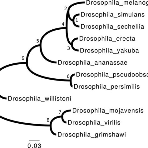 Drosophila Phylogeny The 12 Drosophila Species Tree With Branch
