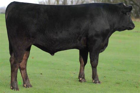 Registered Wagyu Semen For Sale
