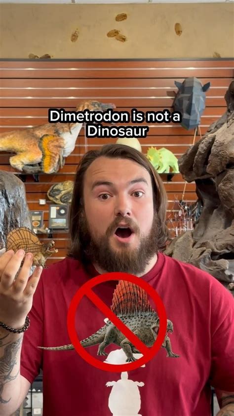 Dimetrodon Is Not A Dinosaur🦖🦕 —————————————————— Follow For More