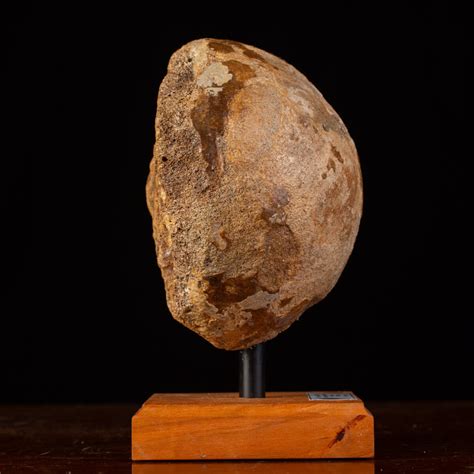 Fossil Mammoth Femur Woolly Mammoth Mmt 60