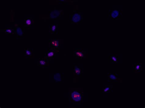 Can I Use Autoit To Draw Cells Contour Autoit General Help And Support Autoit Forums