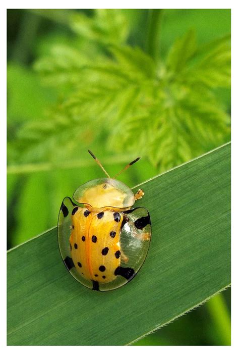 Tortoise Bug By Kiew1 On Deviantart