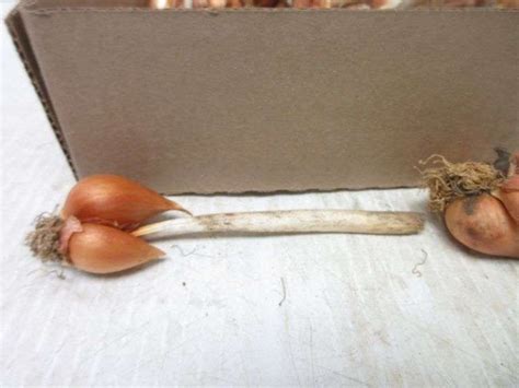 Over 50 Tulip Bulb Clusters From Fall 2021 First Planting Have Had