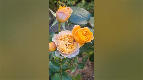 РОЗА Крокус Роуз!🌹#цветы #сад #дача #мойсад #розы #интересно #садовод # ...