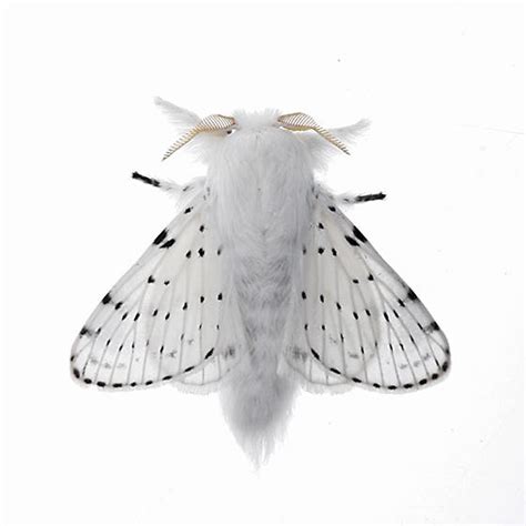 Artace Cribrarius Bugguidenet