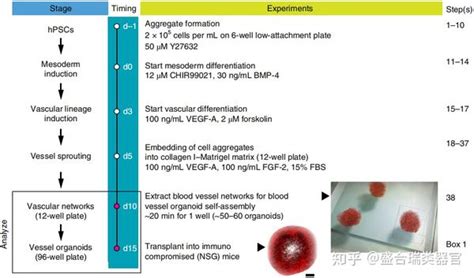 【nature Protocols】系列：如何培养血管类器官（上） 知乎