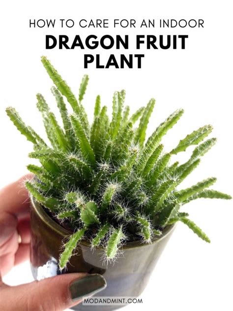 Dragon Fruit Plant Care Hylocereus Undatus