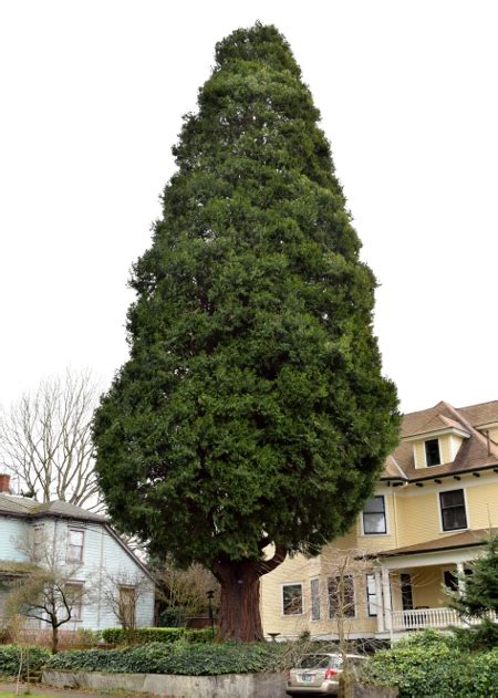 Incense Cedar The Worlds Best Gardening Blog