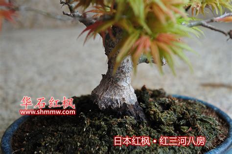 红三河八房盆景 一手托 红枫 美国红枫 日本红枫