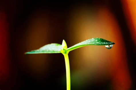 Premium Photo Close Up Of Wet Plant Premium Photo Close Up Of Wet Plant