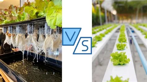 Cultivating Innovation NFT Vs DWC Hydroponics Explored