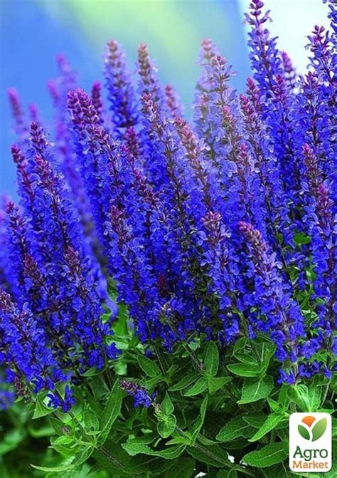 Шалфей Дубравный "Blue Bouquetta" купить почтой в Одессе, Киеве ...
