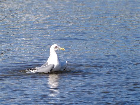 セグロカモメ 2017 01 26 日本の野鳥識別図鑑