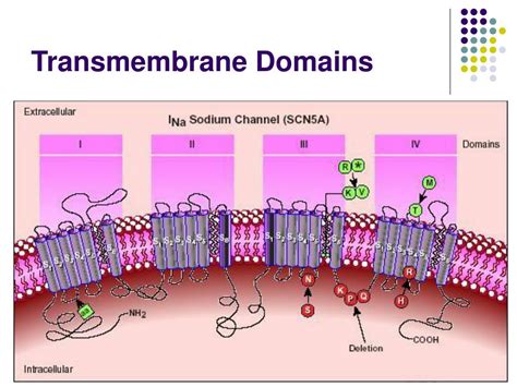 Ppt Transmembrane Protein Prediction Powerpoint Presentation Free
