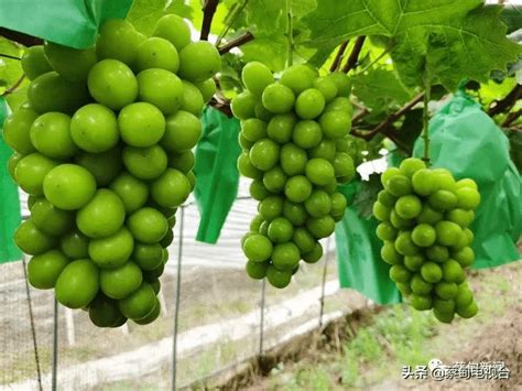 实力“圈粉”蔡甸老河村阳光玫瑰葡萄甜蜜上市种植